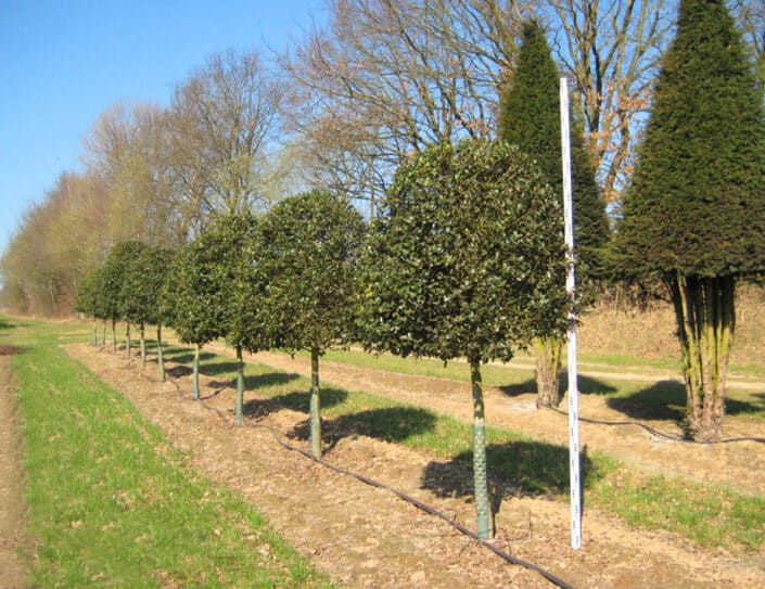 Ilex meserveae Blue Prince/ Princess (Holly Blue Prince/Princess ... Ilex meserveae Blue Prince/ Princess (Holly Blue Prince/Princess ...