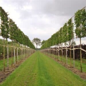 Best Pleached Trees (Our Top 5 trees we recommend) - Practicality Brown