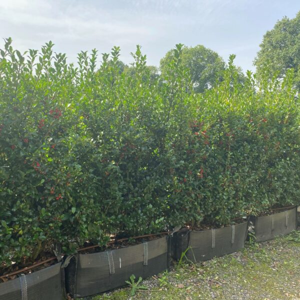 Best Hedges for Horses - Practicality Brown