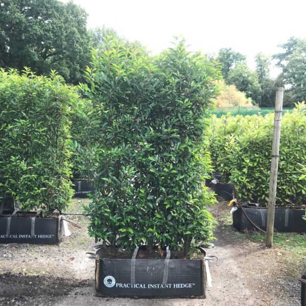 Best Hedges for Horses - Practicality Brown